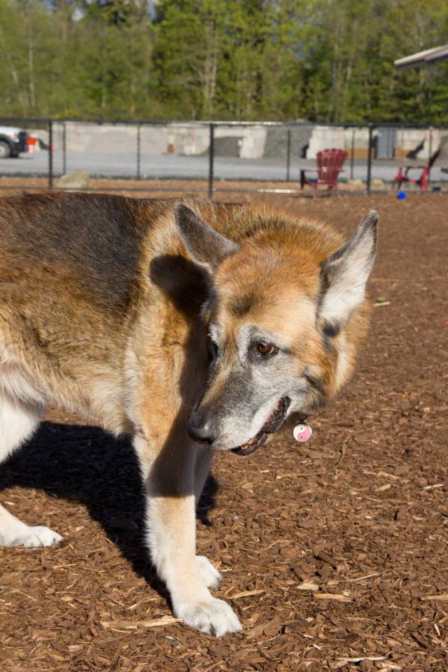Little-known fact about senior shepherds – Kari Neumeyer